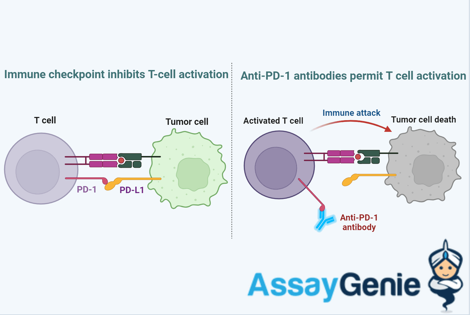 Targeting Immune Checkpoints as Cancer Therapy - Assay Genie