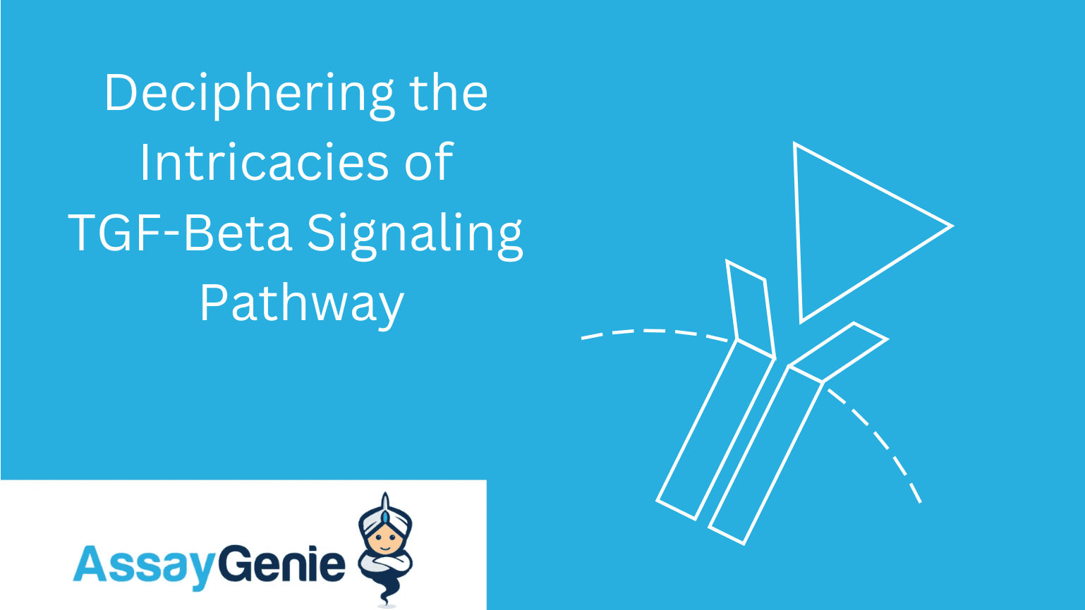 Deciphering the Intricacies of TGF-Beta Signaling Pathway - Assay Genie