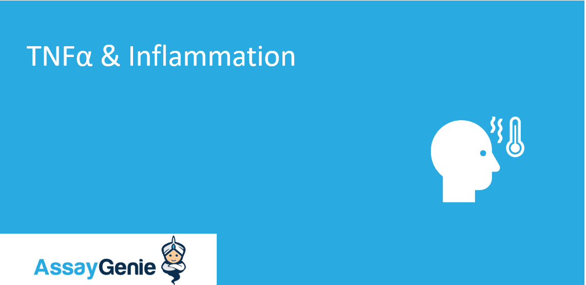TNF alpha & Inflammation - Assay Genie