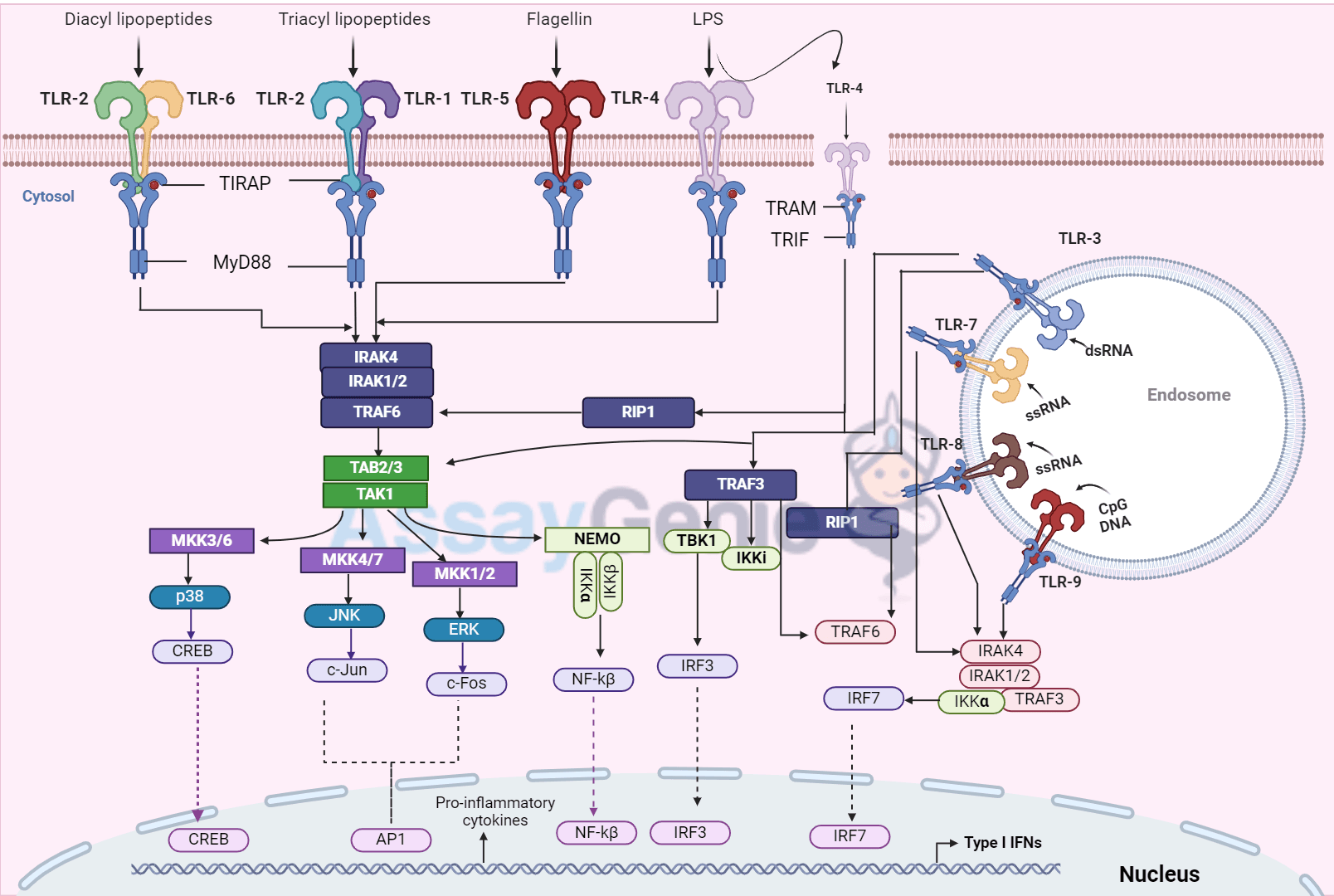 Toll-Like Receptor Signaling Pathways: A Key to Innate Immunity - Assay Genie