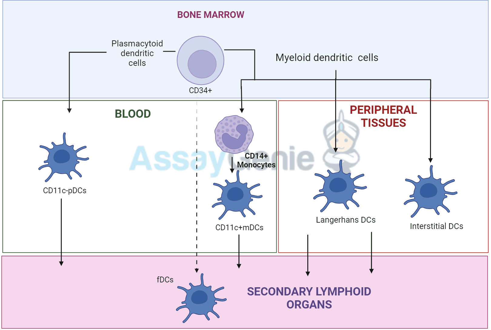 Dendritic Cells: Tracing the Developmental Lineage Pathway - Assay Genie