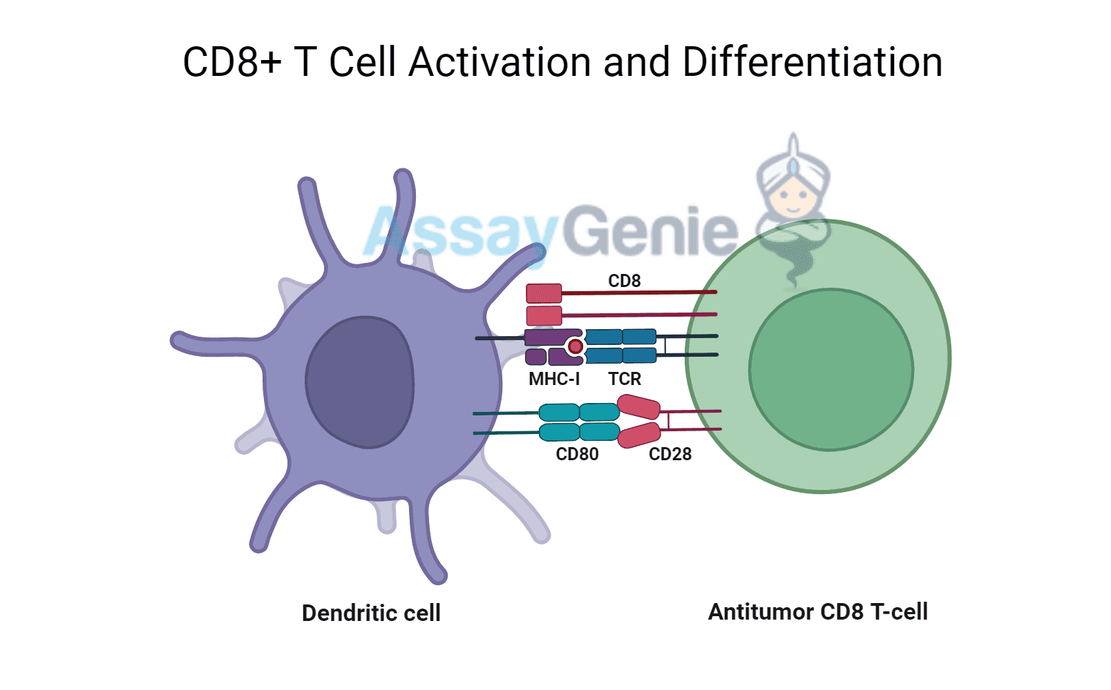 CD8+ T Cells: Understanding the Role of Cytotoxic T Cells in Immunity ...