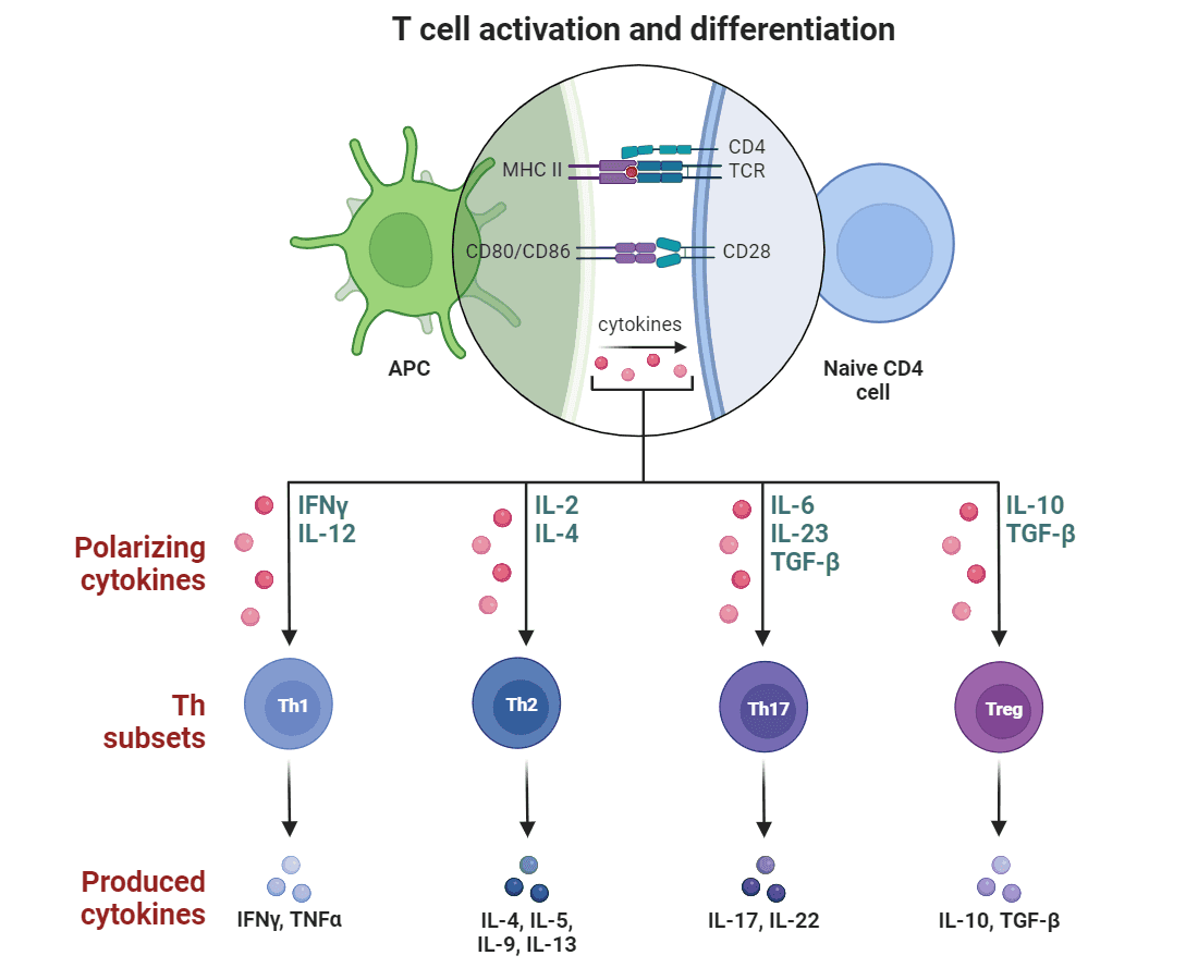 CD4+ T Cells: Unveiling the Role of Helper and Regulatory T Cells ...