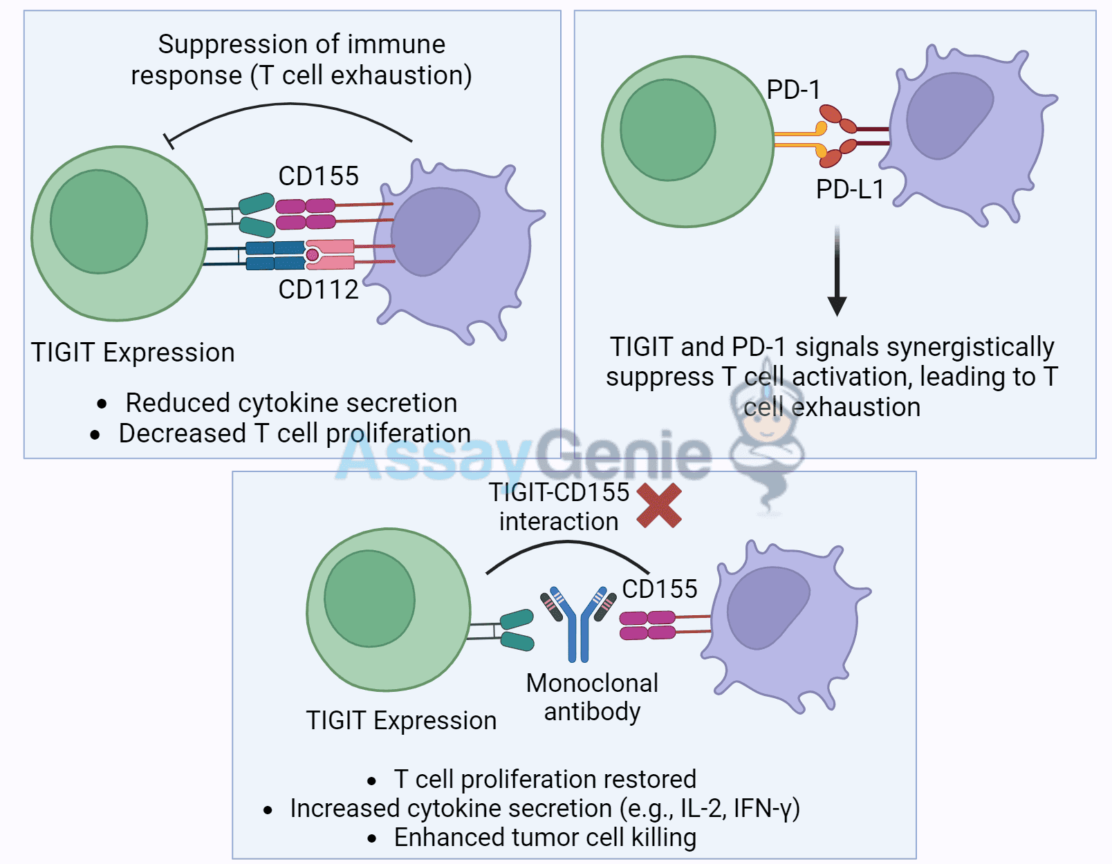 TIGIT: A New Frontier in Cancer and Autoimmune Disease Immunotherapy ...