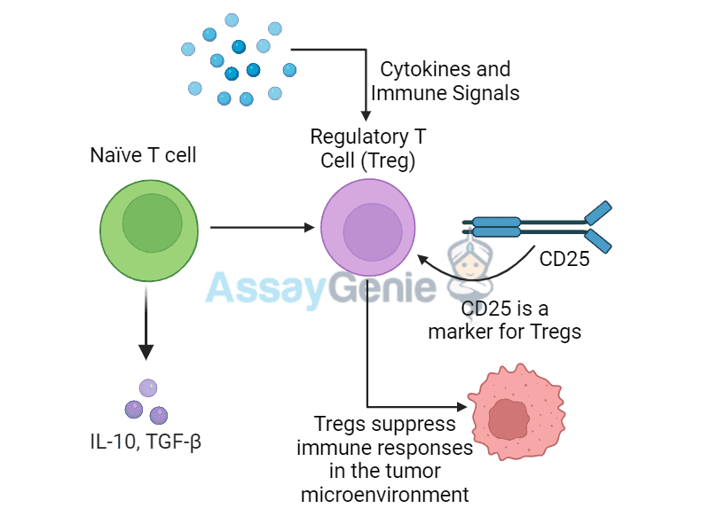 CD25 and Tregs: Understanding the Role of Regulatory T Cells in Tumor ...