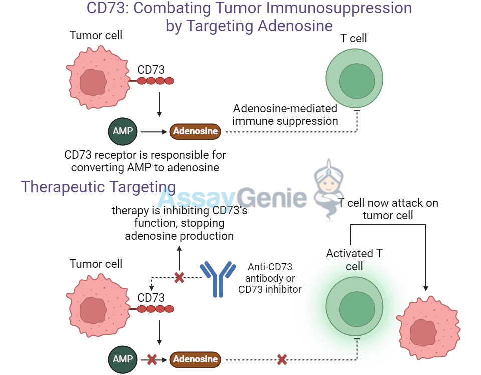 CD73: Combating Tumor Immunosuppression by Targeting Adenosine - Assay Genie