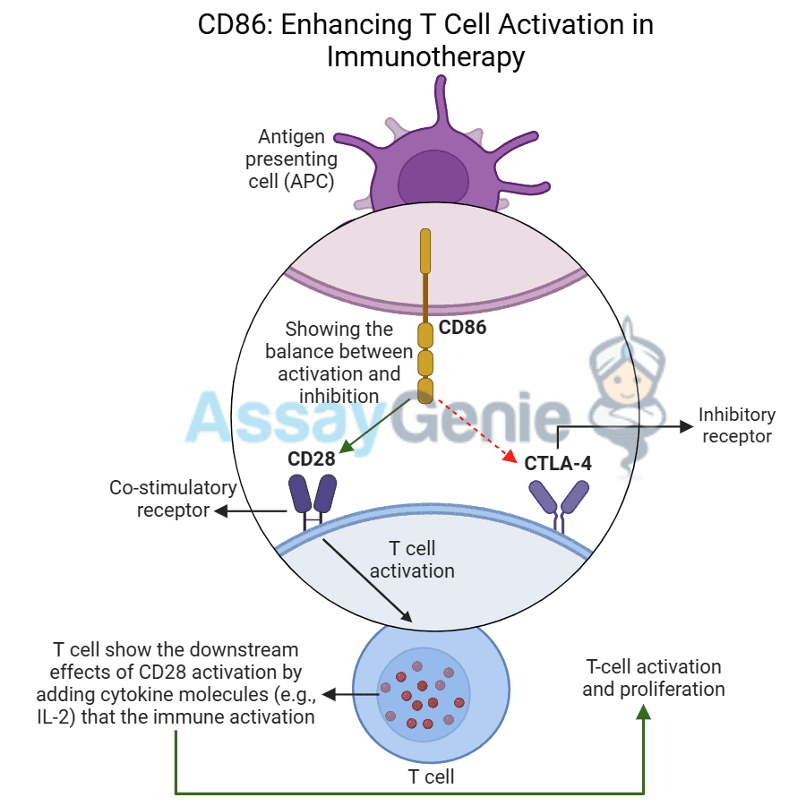 CD86: Enhancing T Cell Activation in Immunotherapy - Assay Genie