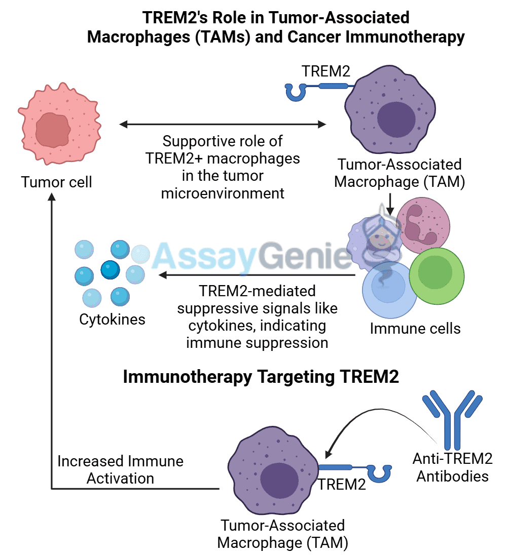 TREM2: Exploring Its Role in Tumor-Associated Macrophages and Cancer Immunotherapy - Assay Genie