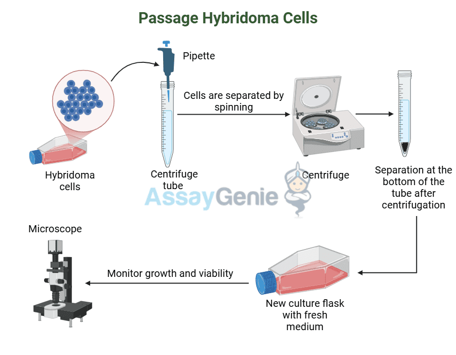 Passaging Hybridoma Cells: A Detailed Guide - Assay Genie