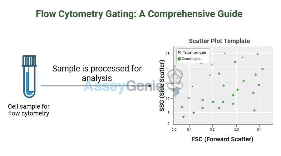 Flow Cytometry Gating: A Comprehensive Guide - Assay Genie
