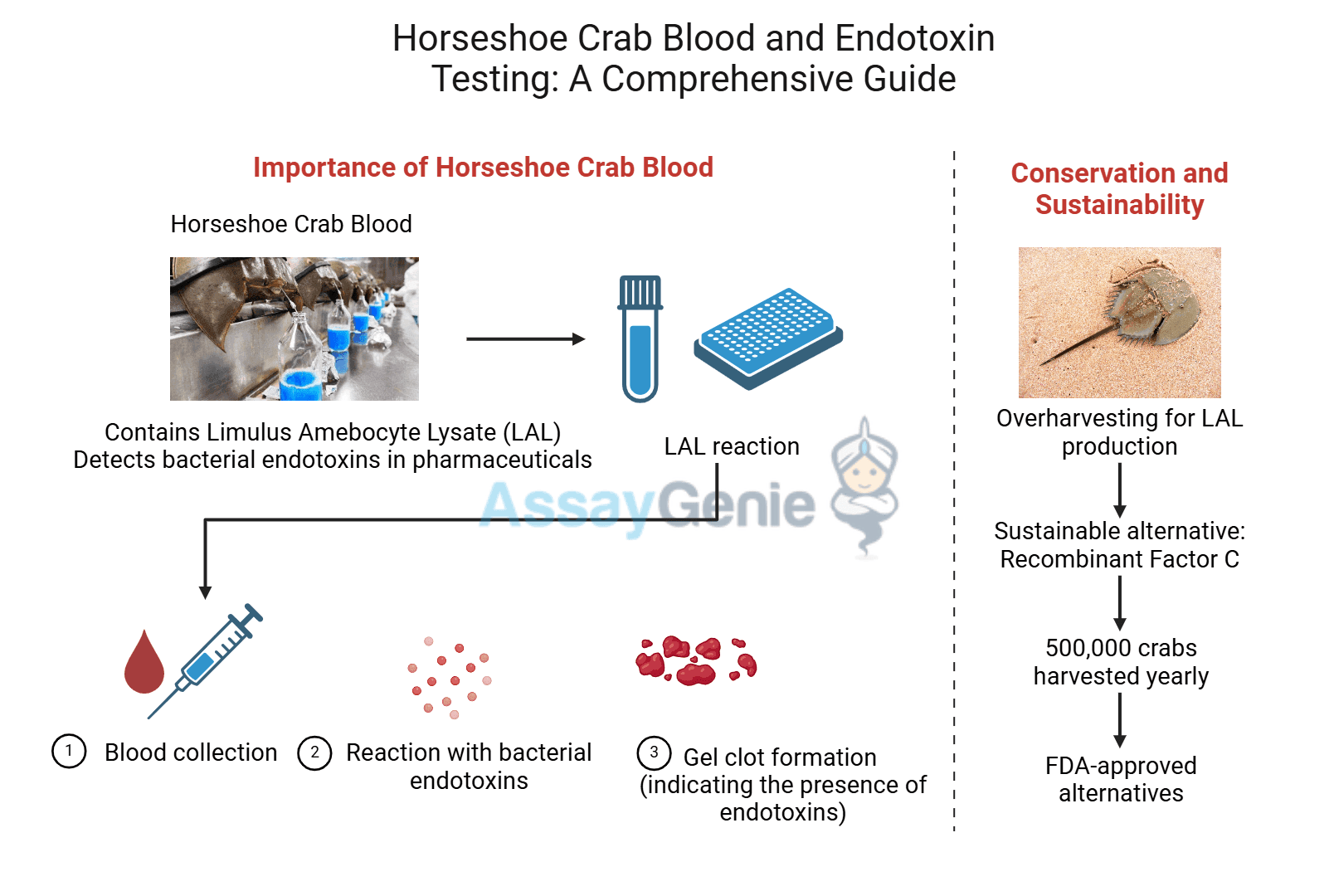 Horseshoe Crab Blood and Endotoxin Testing: A Comprehensive Guide ...