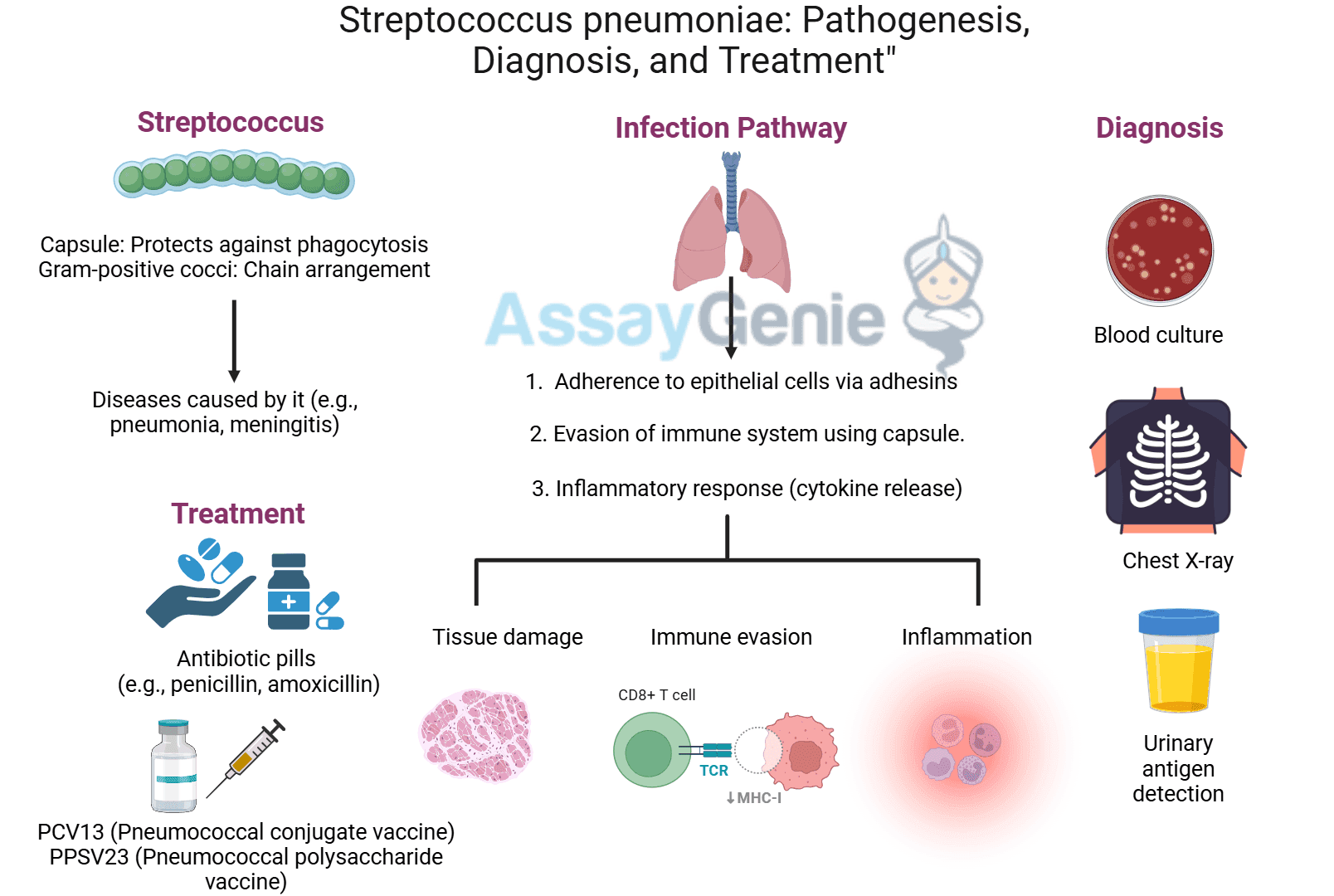 Streptococcus pneumoniae: Pathogenesis, Diagnosis, and Treatment - Assay Genie