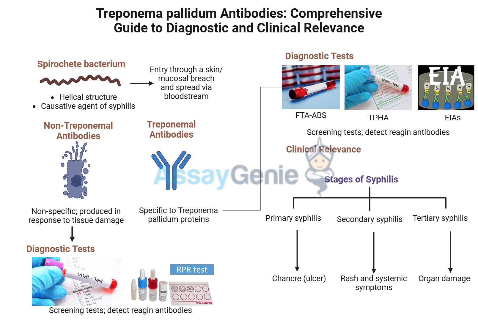 Treponema pallidum Antibodies: Comprehensive Guide to Diagnostic and ...
