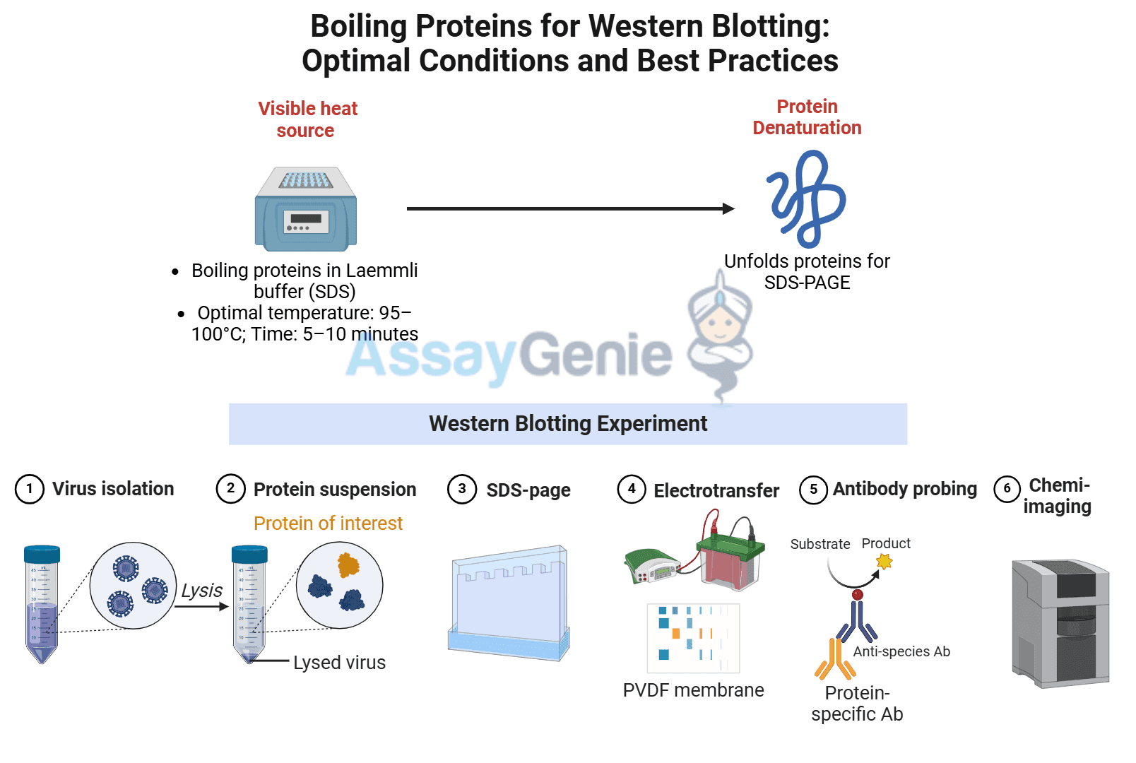 Boiling Proteins for Western Blotting: Optimal Conditions and Best ...