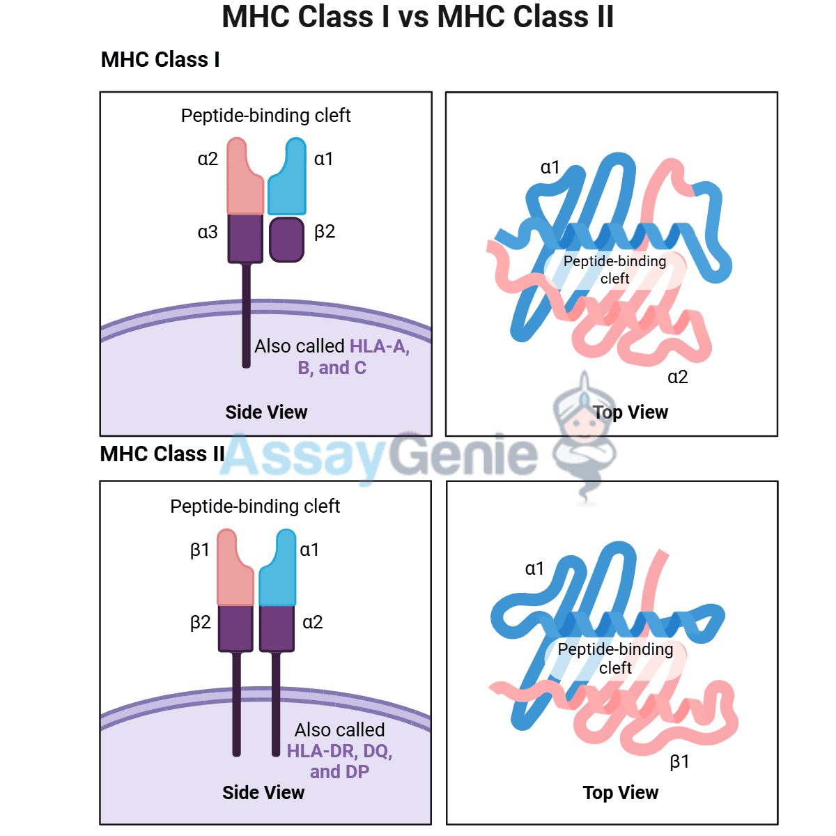 MHC Class I vs MHC Class II: Key Differences and Functions - Assay Genie