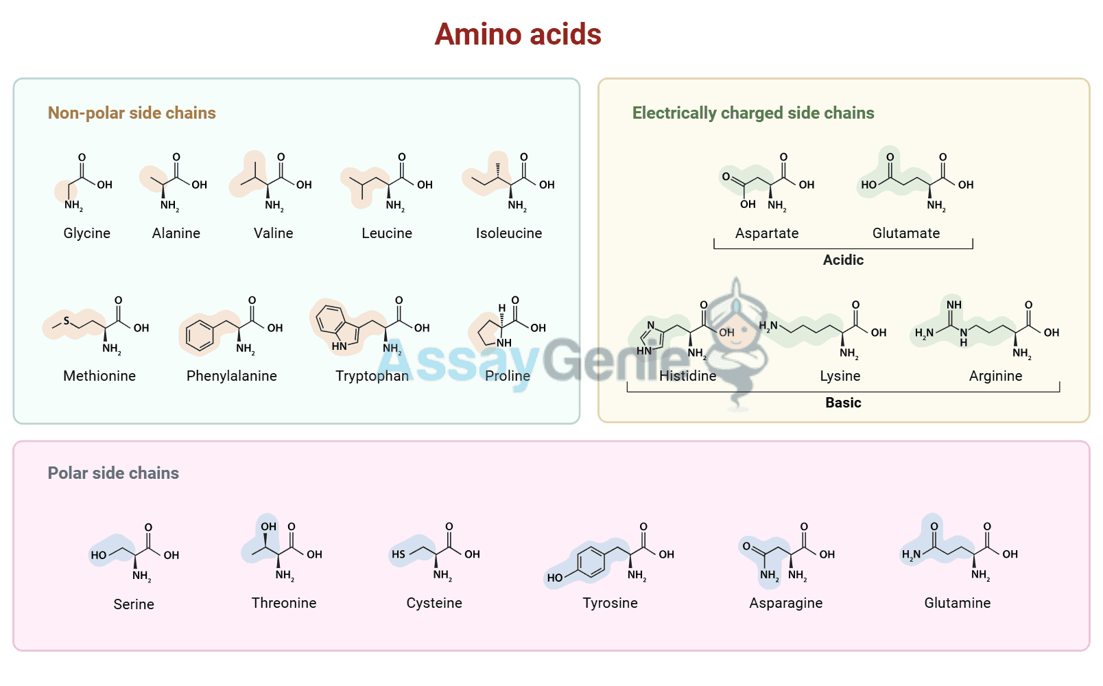 Amino Acids: Functions, Roles, and Structures - Assay Genie