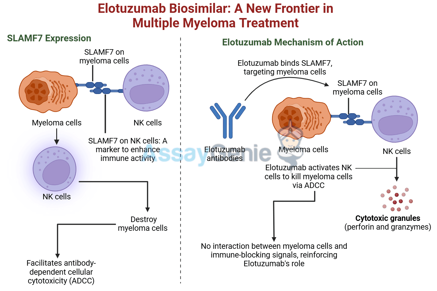Elotuzumab: Revolutionizing Multiple Myeloma Treatment and Research ...