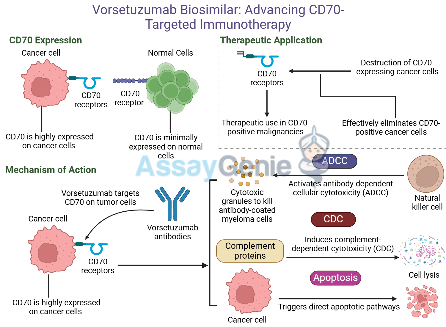 Vorsetuzumab: Advancing Cancer Research with CD70 Targeting - Assay Genie