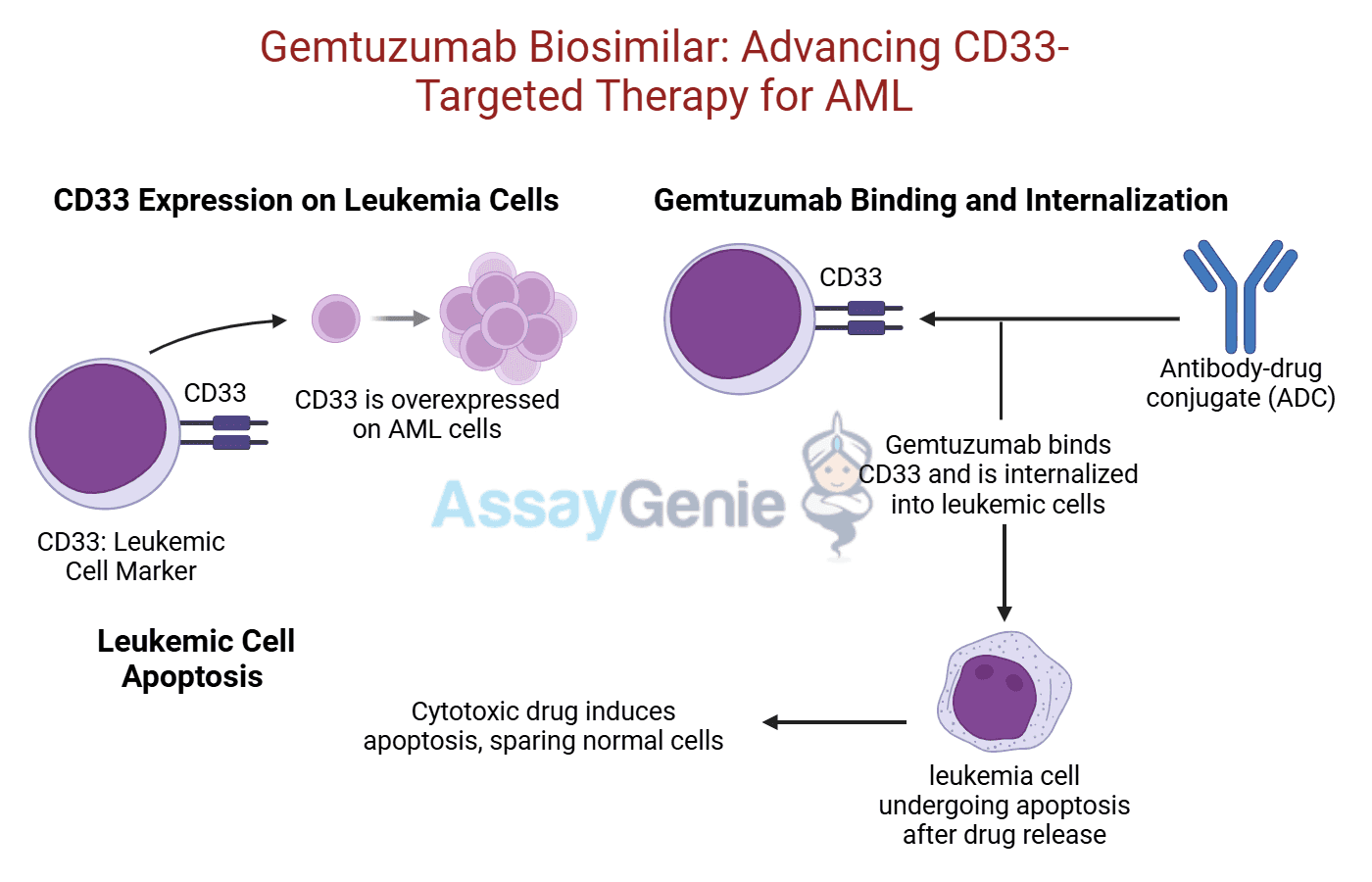 Gemtuzumab: Advancing CD33-Targeted Therapies in AML Research - Assay Genie