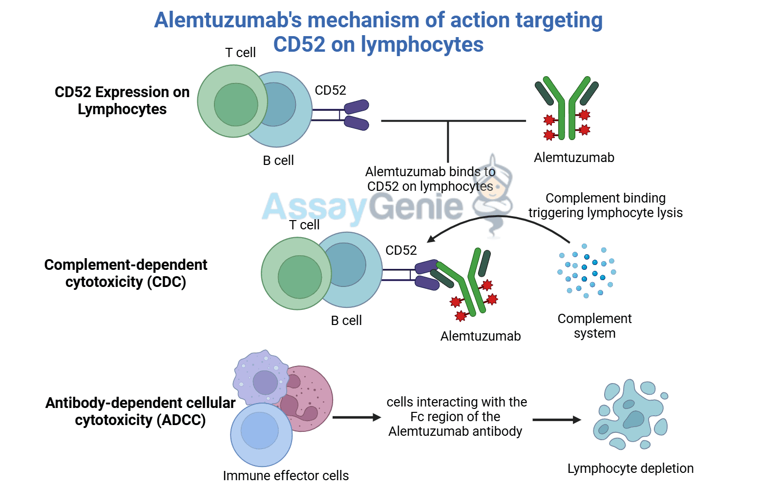 Alemtuzumab: Mechanism, Applications, and Biosimilar Advancements ...