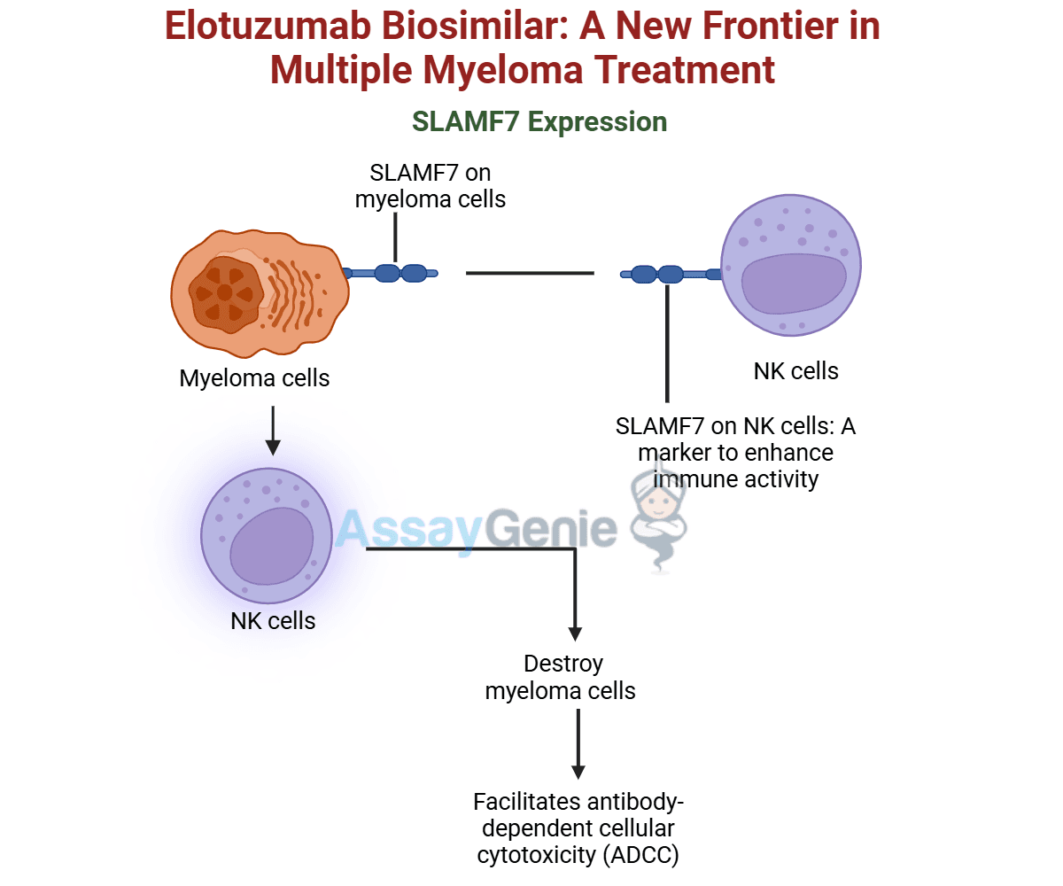Elotuzumab: Revolutionizing Multiple Myeloma Treatment and Research ...