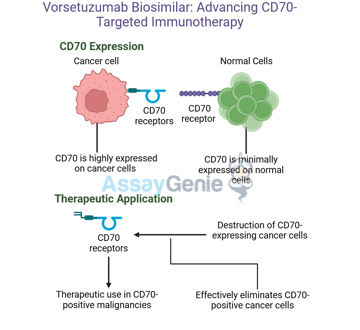 Vorsetuzumab: Advancing Cancer Research with CD70 Targeting - Assay Genie