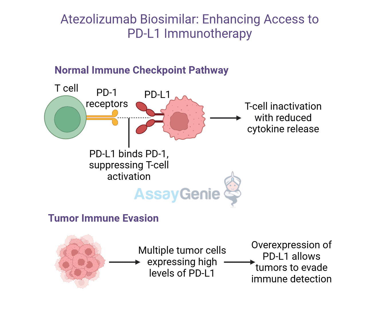 Atezolizumab: Unveiling the Role of Anti-PD-L1 in Cancer Research ...