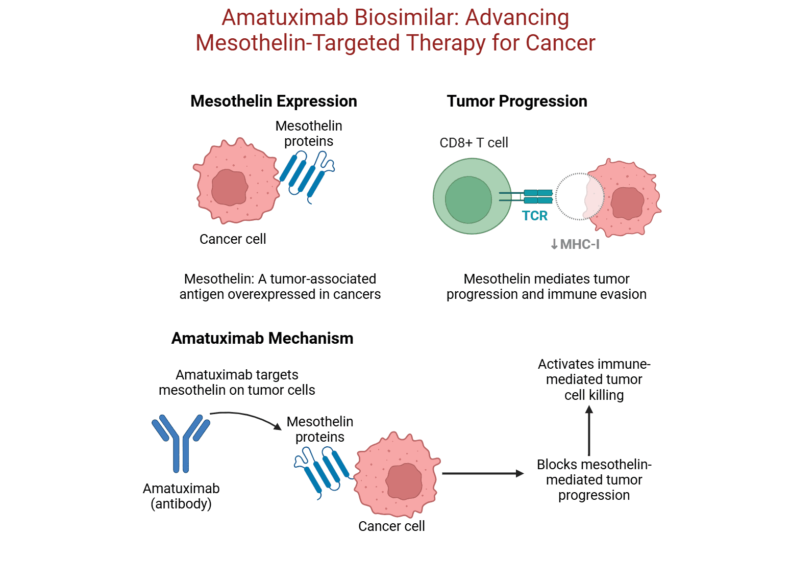 Amatuximab: Exploring Mesothelin-Targeted Therapy for Cancer Research ...