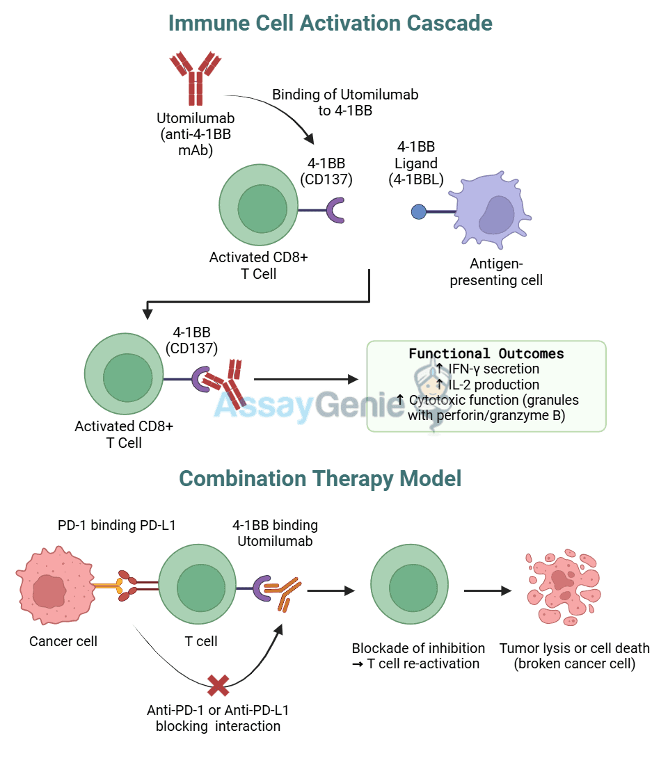 Utomilumab: Advancing Immuno-Oncology Research - Assay Genie