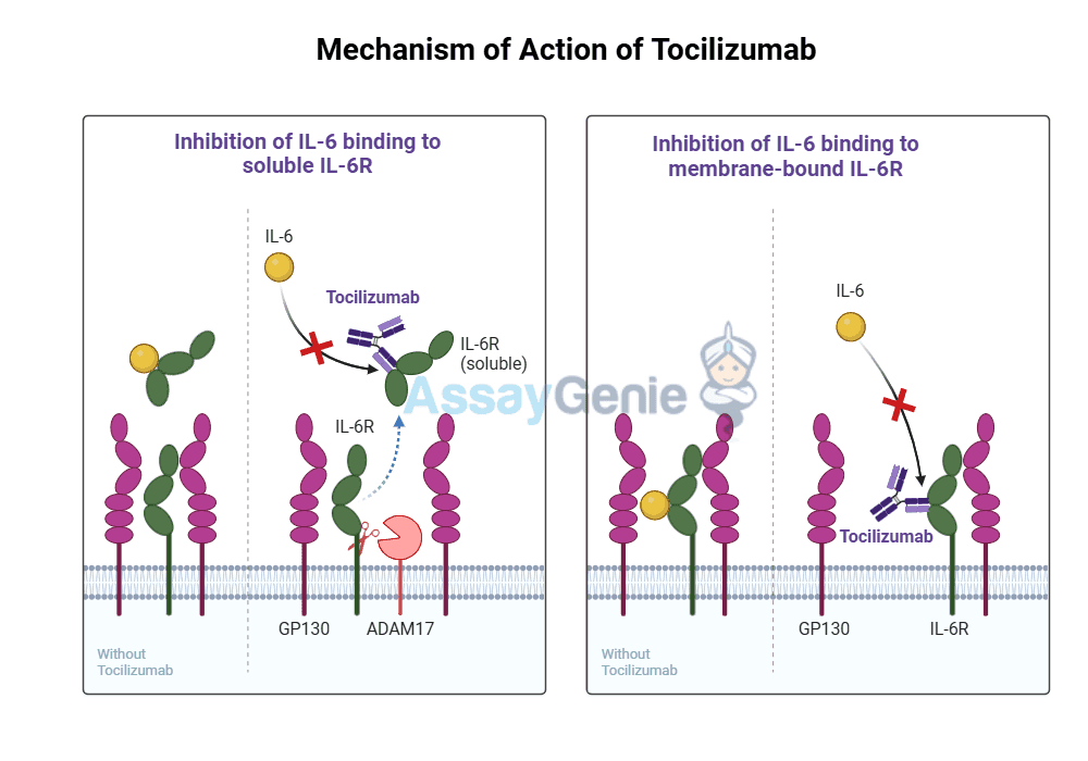 Tocilizumab: Advancing Therapeutics and Research with Biosimilars ...
