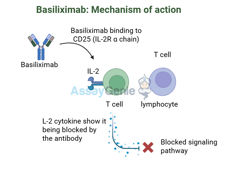 Basiliximab: Mechanism, Clinical Applications, and Research ...