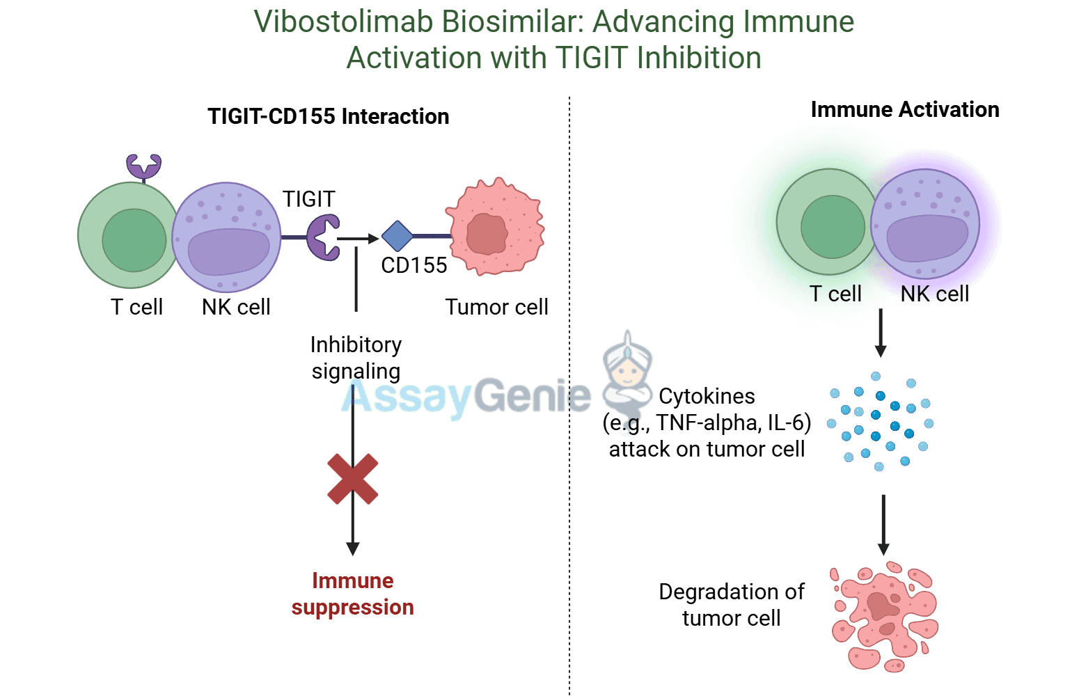 Vibostolimab: Mechanism, Clinical Applications, and Research Potential ...