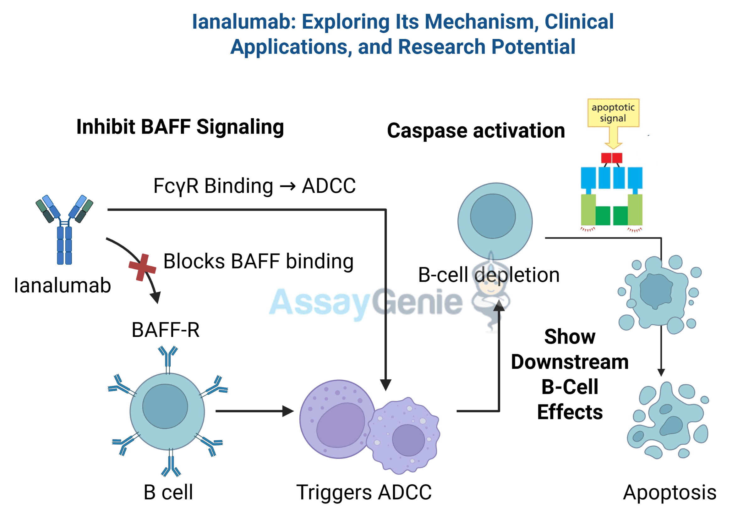 Ianalumab: Exploring Its Mechanism, Clinical Applications, and Research ...