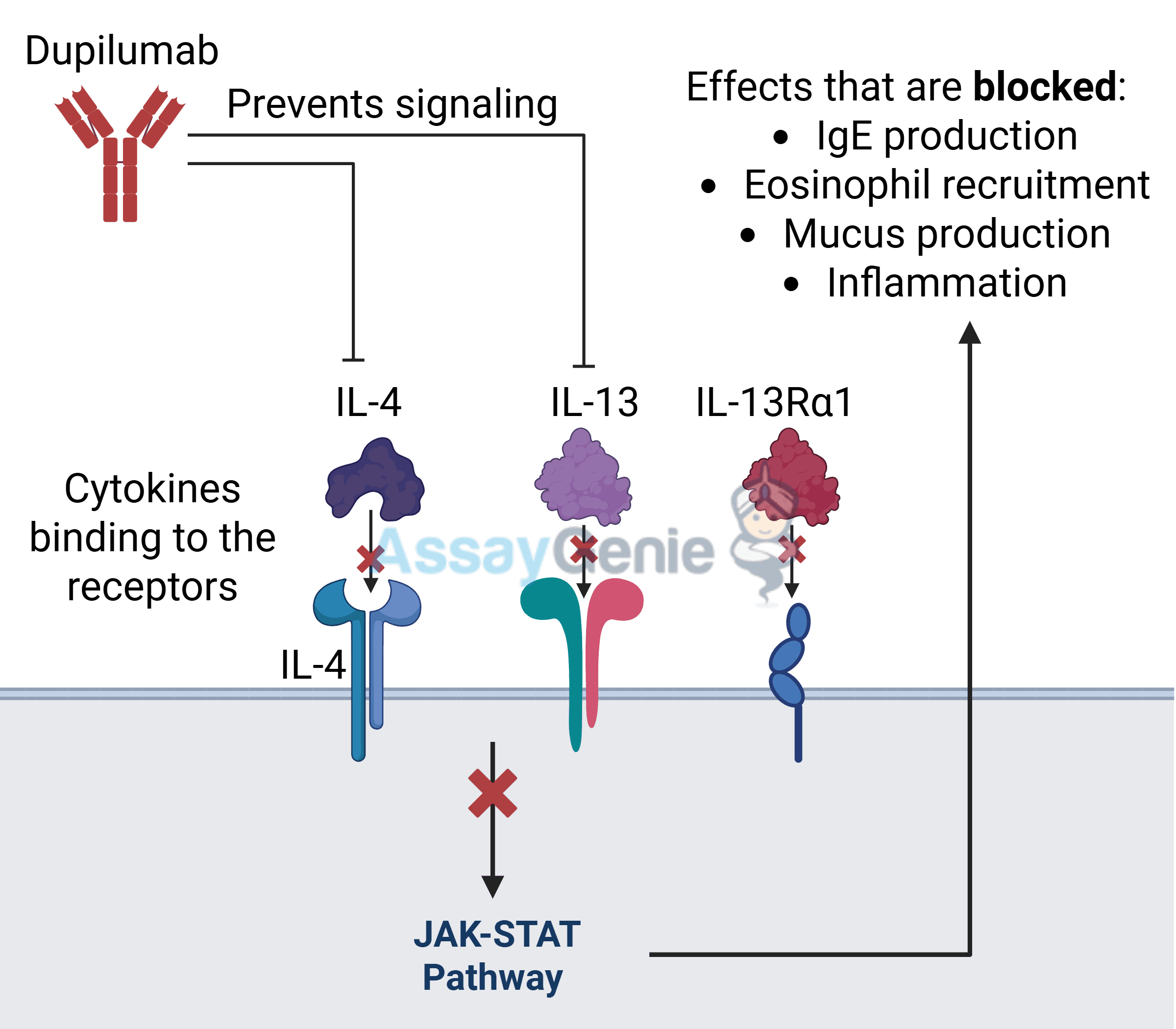 Dupilumab: Transforming Immunotherapy and Skin Disease Management - Assay Genie