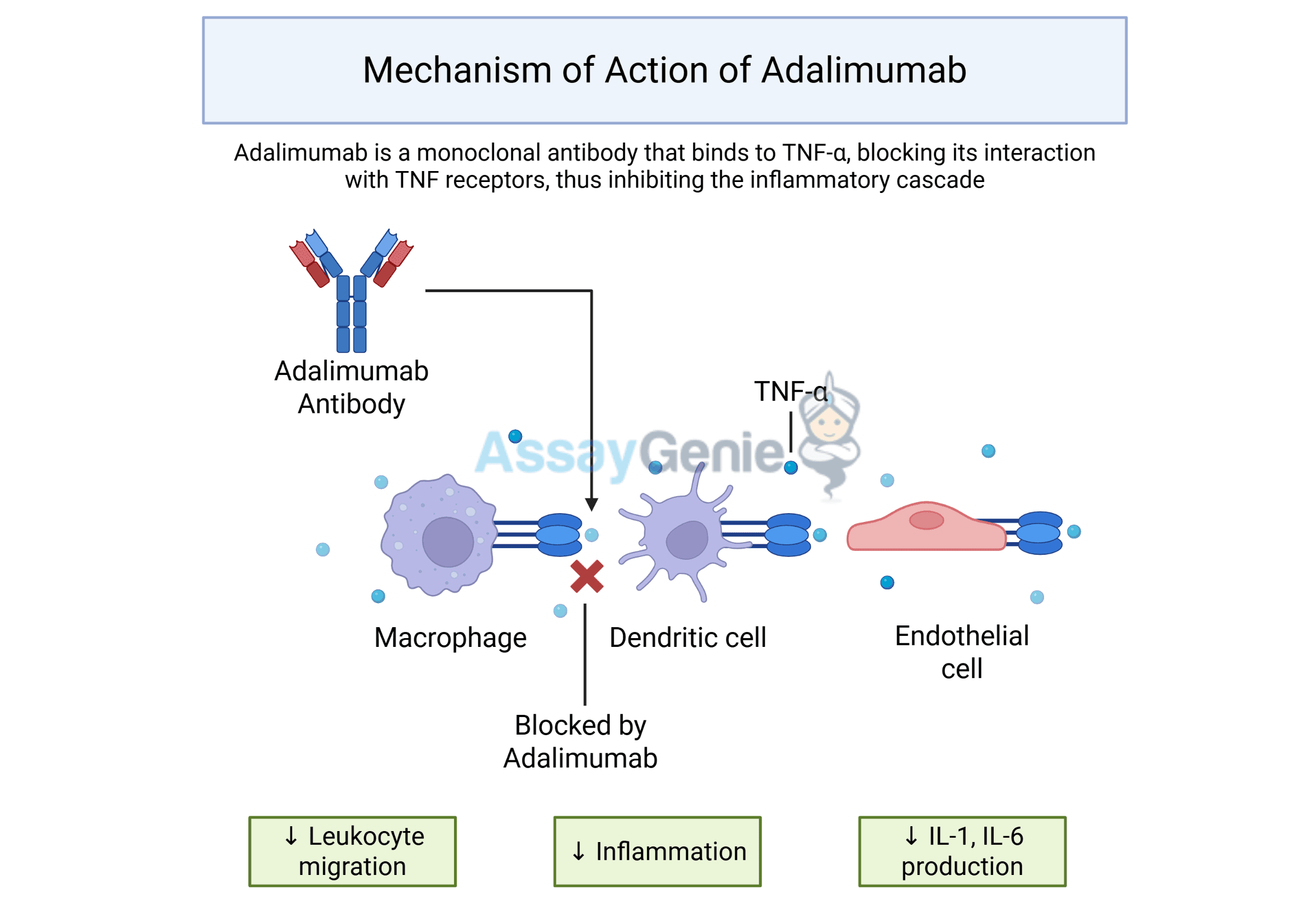 Adalimumab: Mechanism, Clinical Applications, and the Role of ...