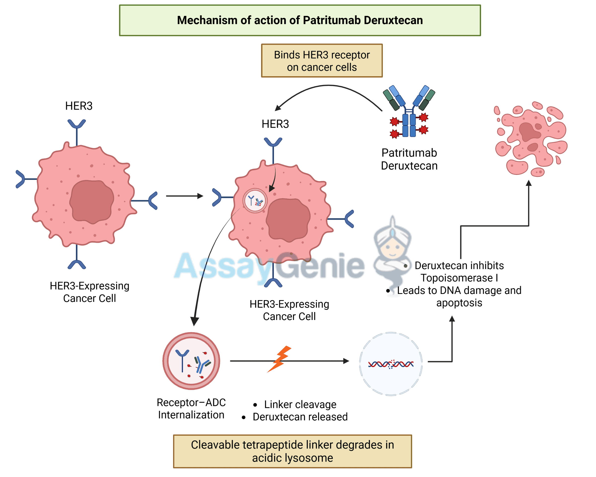 Patritumab Deruxtecan: Mechanism, Clinical Applications, and Biosimilar ...