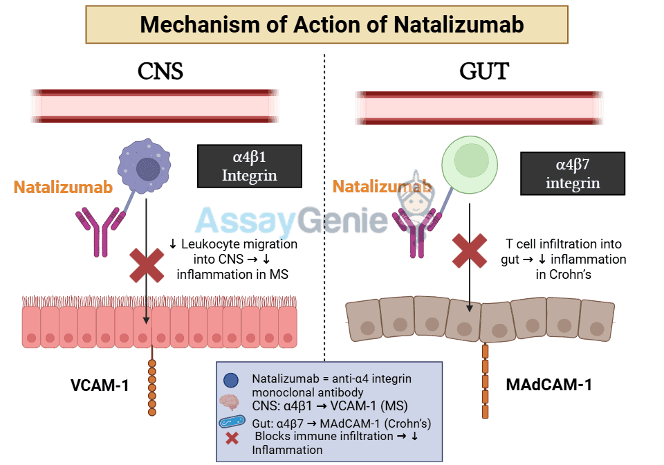 Natalizumab: Mechanism, Applications, and Emerging Research in Multiple ...
