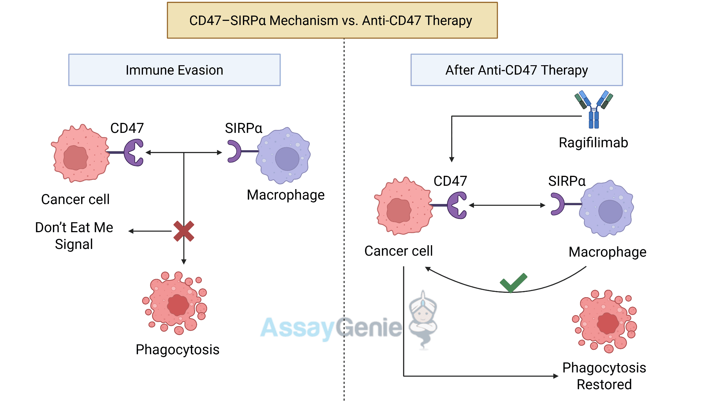 Unlocking the Potential of Anti-CD47 in Cancer Immunotherapy - Assay Genie