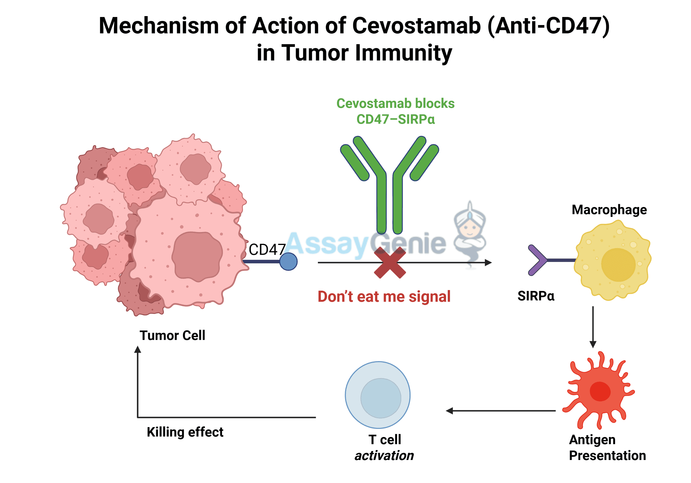 Cevostamab: Unveiling the Role of Anti-CD47 in Cancer Research - Assay ...