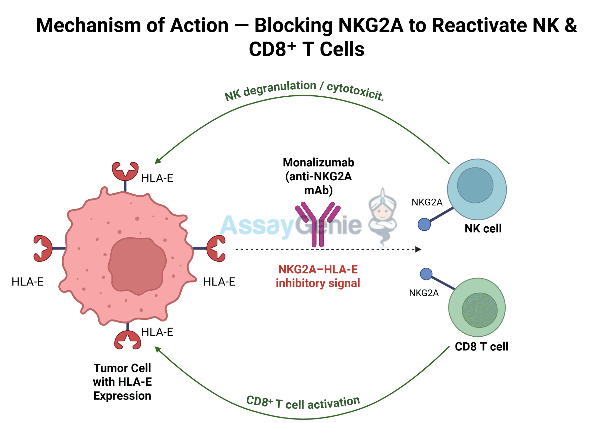 Monalizumab: A Breakthrough in Cancer Immunotherapy Targeting NKG2A ...