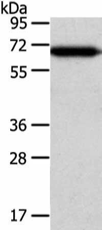 Anti-USP39 Antibody (PACO17394) | WB