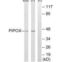 Anti-PIPOX Antibody (PACO22496) | WB