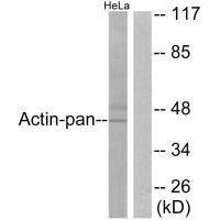 Anti-ACTB Antibody (PACO23090) | WB, IHC