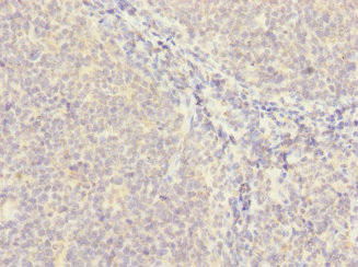 MS4A4A Antibody - Human ELISA, IHC, IF | Assay Genie
