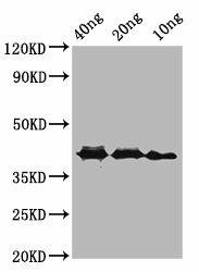 ompA Antibody - Rickettsia conorii ELISA, WB | Assay Genie