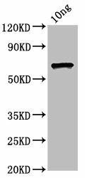 ompC Antibody - Escherichia coli O157:H7 | Assay Genie