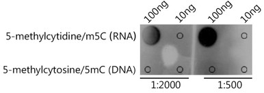 5-methylcytidine/m5C Antibody (CAB18870)