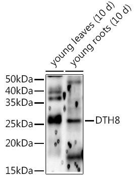 Anti-DTH8 Antibody | Suitable for WB | Highly Sensitive