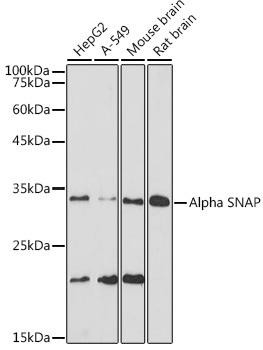 Alpha SNAP Antibody | Assay Genie