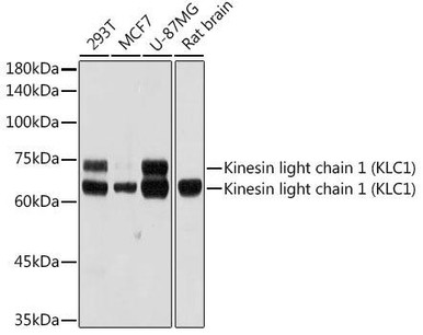 Kinesin light chain 1 (KLC1) Monoclonal Antibody (CAB19249)